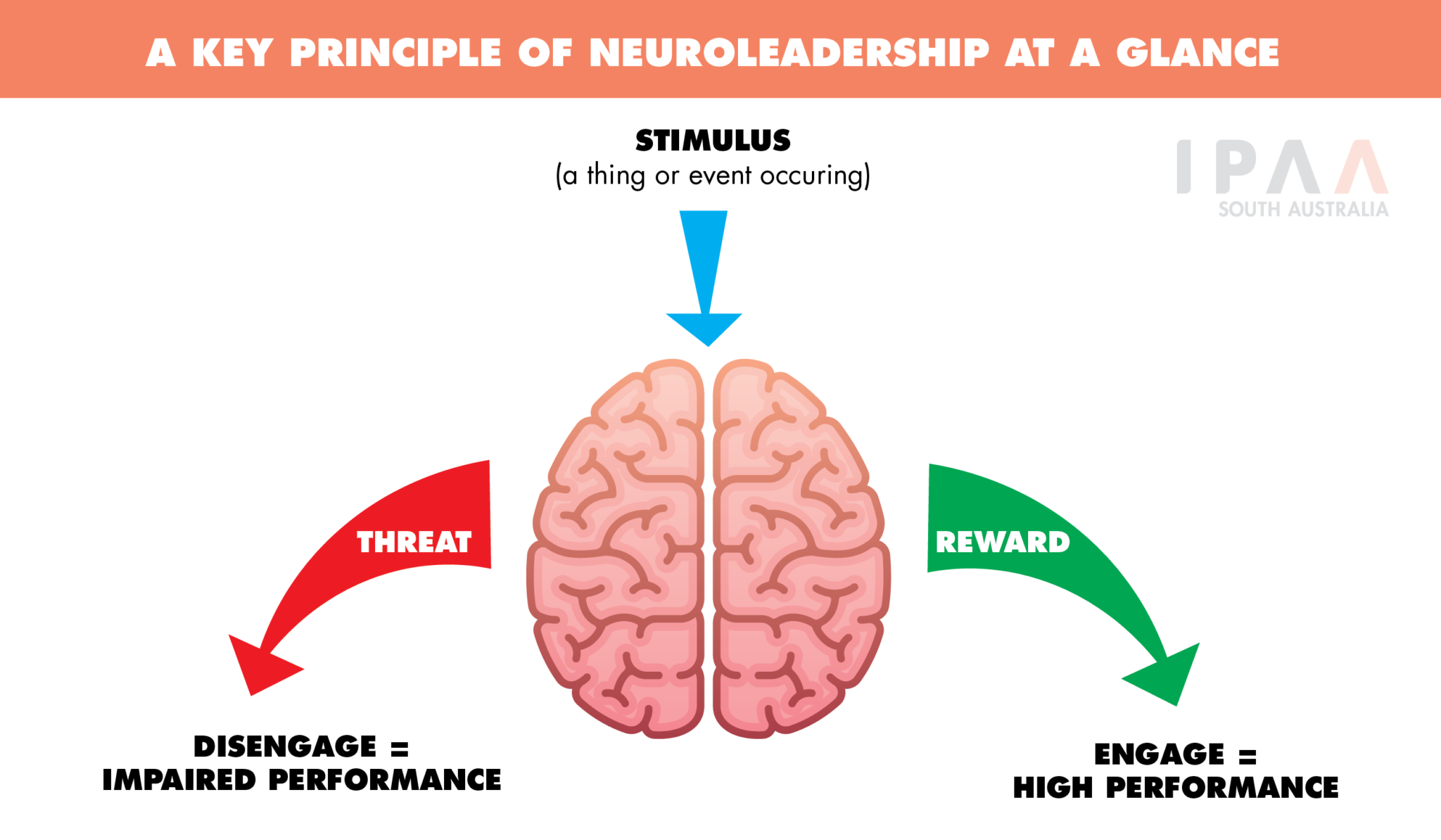 How can you apply Neuroleadership to manage others? – IPAA South ...